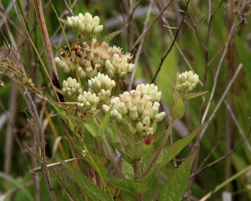 stinking camphorweed from Christmas, Florida, United States on June 19 ...