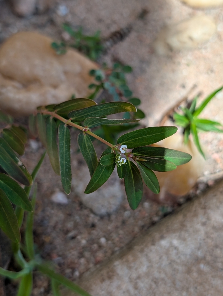 hyssop spurge from Babson Park, FL 33827, USA on June 20, 2024 at 03:04 ...