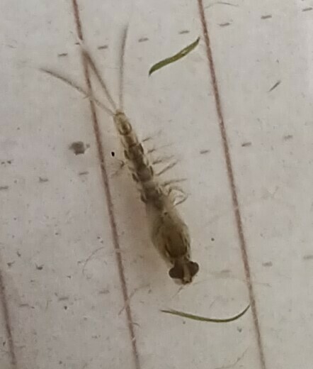Mayflies from Wall, SD 57790, USA on June 20, 2024 at 11:17 AM by yotta ...