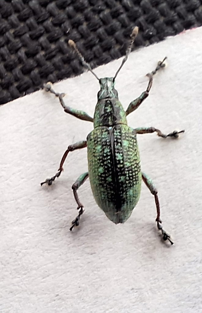 Exophthalmus jekelianus from Parada de Buses el Cristo, 202, San José ...