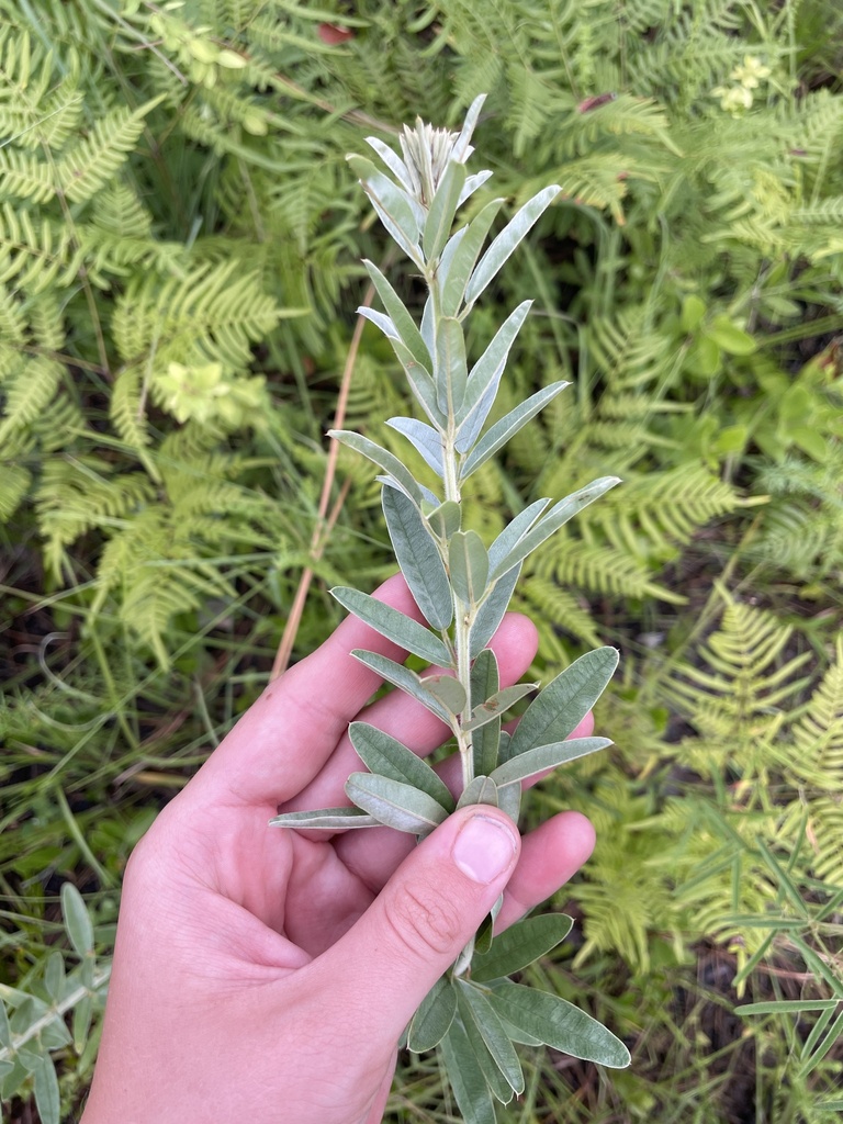 round-headed bush clover from Croatan National Forest, Swansboro, NC ...