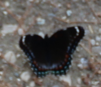 Red-spotted Purple from Huron County, ON, Canada on June 20, 2024 at 02 ...
