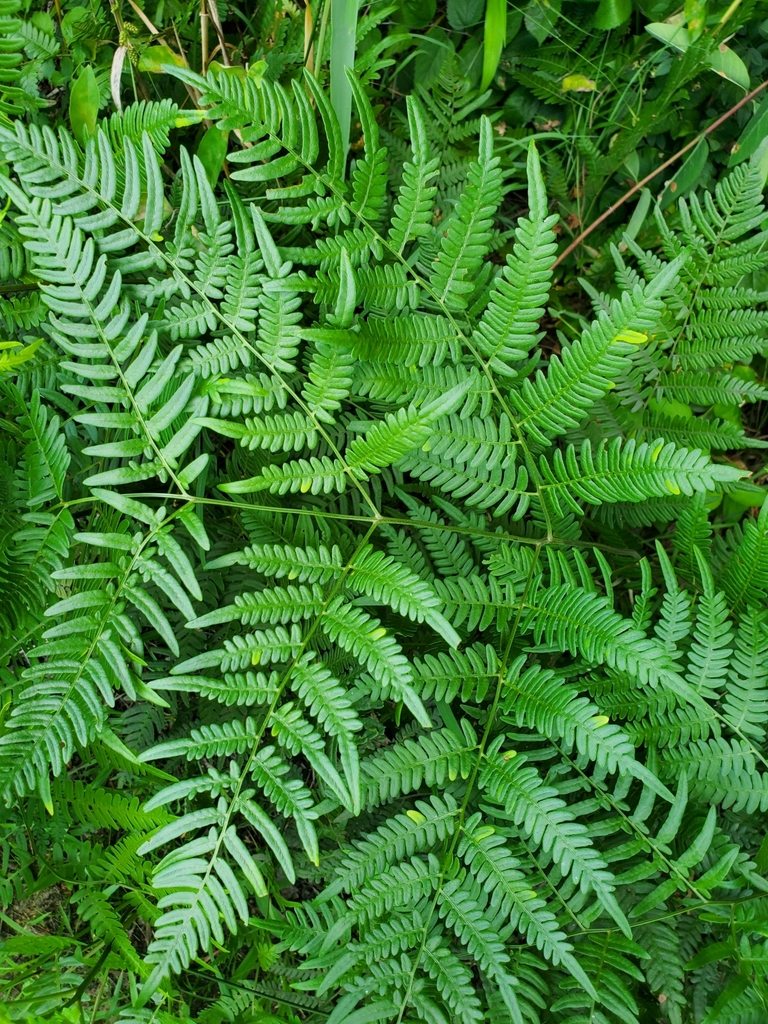 Tailed Bracken Fern from Preston, MD 21655, USA on June 20, 2024 at 11: ...
