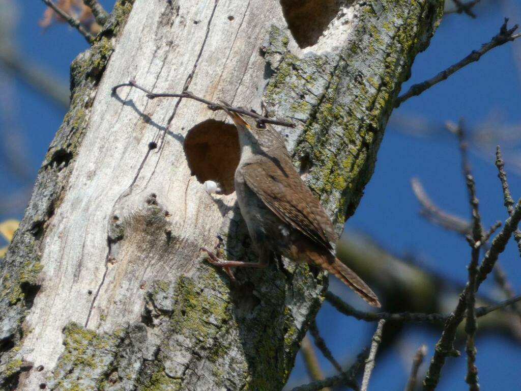 House Wren from Bartram, Folcroft, PA, USA on June 20, 2024 at 12:56 PM ...