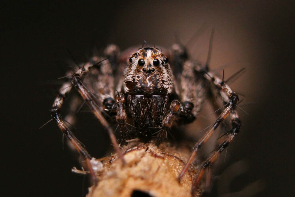 Western Lynx Spider in June 2024 by Matthew Lindsey. Now completed the ...