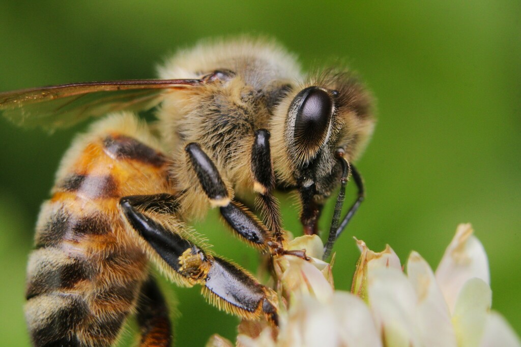 Western Honey Bee in June 2024 by Matthew Lindsey · iNaturalist
