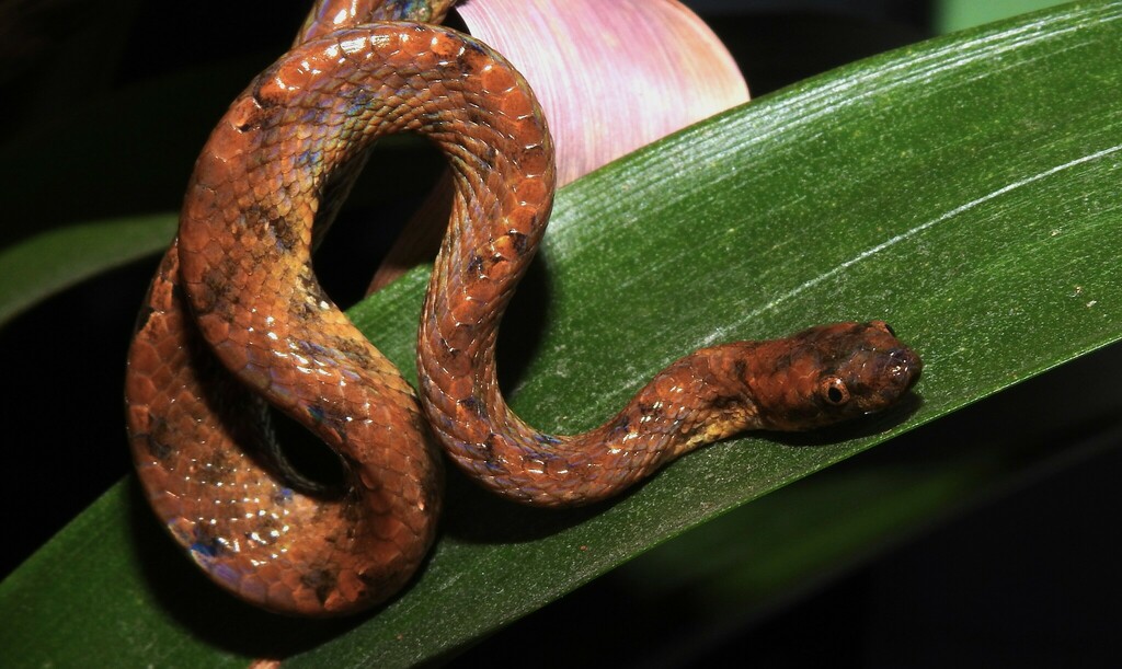 Brazilian Dwarf Boa from Biritiba Mirim - SP, 08940-000, Brasil on ...