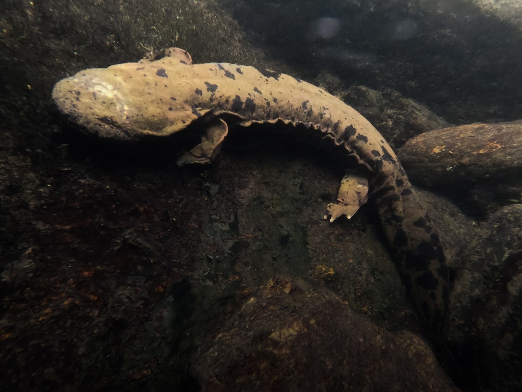 Eastern Hellbender in June 2024 by Brady O'Brien · iNaturalist