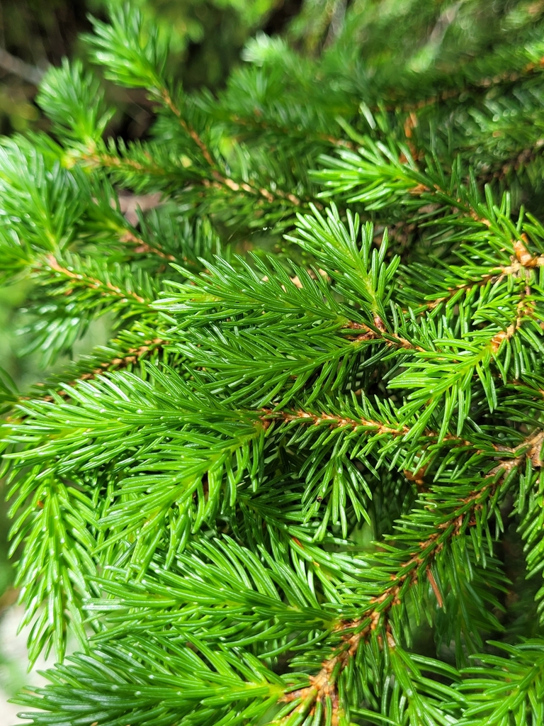 red spruce from Gatlinburg, TN 37738, USA on June 20, 2024 at 01:41 PM ...