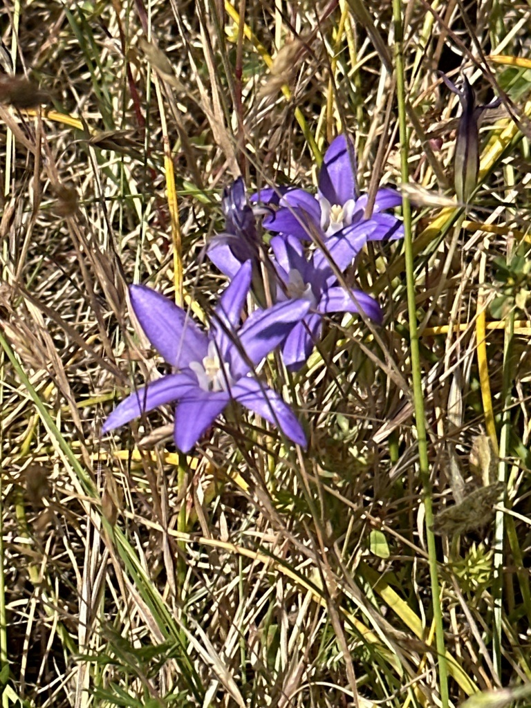 crown brodiaea from Little Patos Island, Samish TDSA, WA, US on June 20 ...