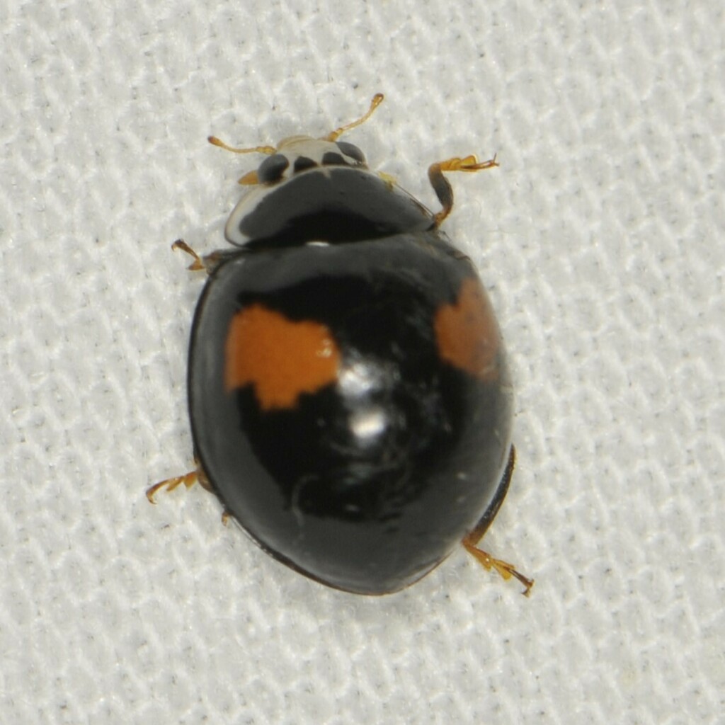 Ashy Gray Lady Beetle in June 2024 by Elliott Gordon. female also ...
