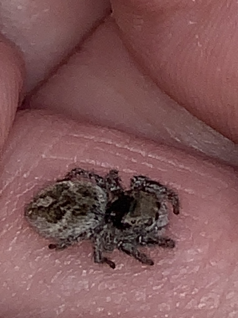 Paradise Jumping Spiders from Ellsworth, MI, US on June 20, 2024 at 12: ...