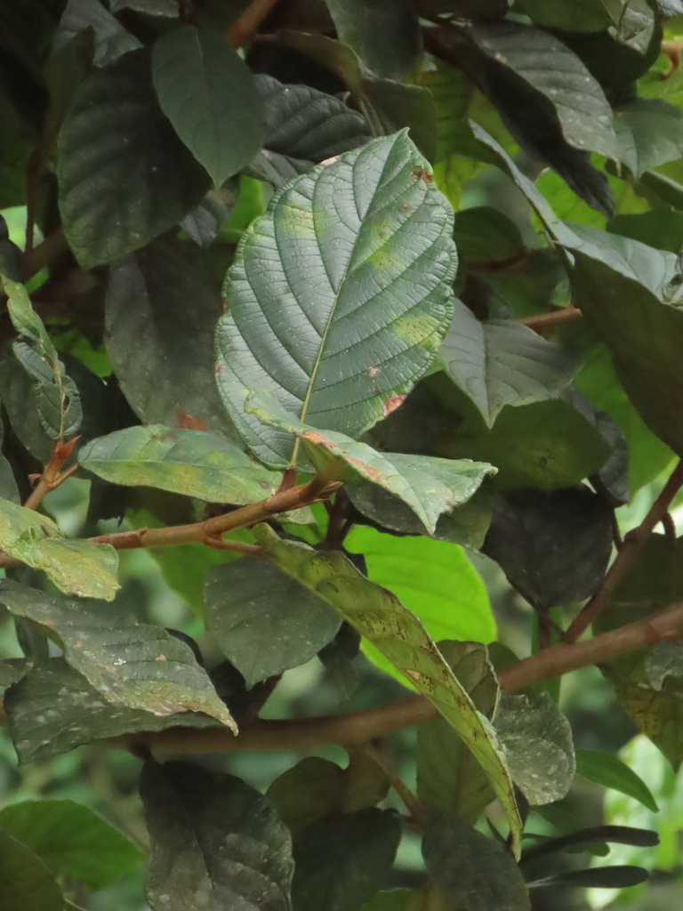 Ficus velutina from Dagua, Valle del Cauca, Colombia on June 17, 2024 ...