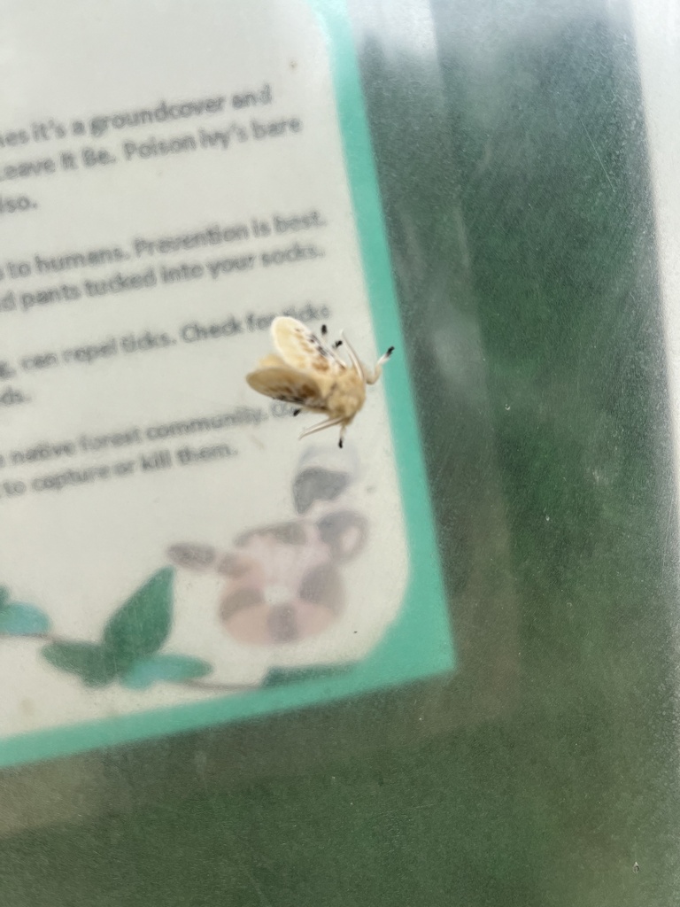 Black-waved Flannel Moth from Bankhead National Forest, Jasper, AL, US ...