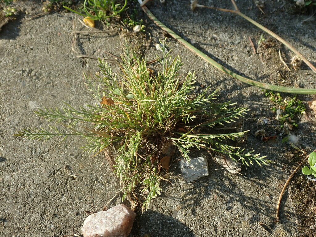 Fern-grass from Kingston upon Thames, UK on June 20, 2024 at 07:14 PM ...