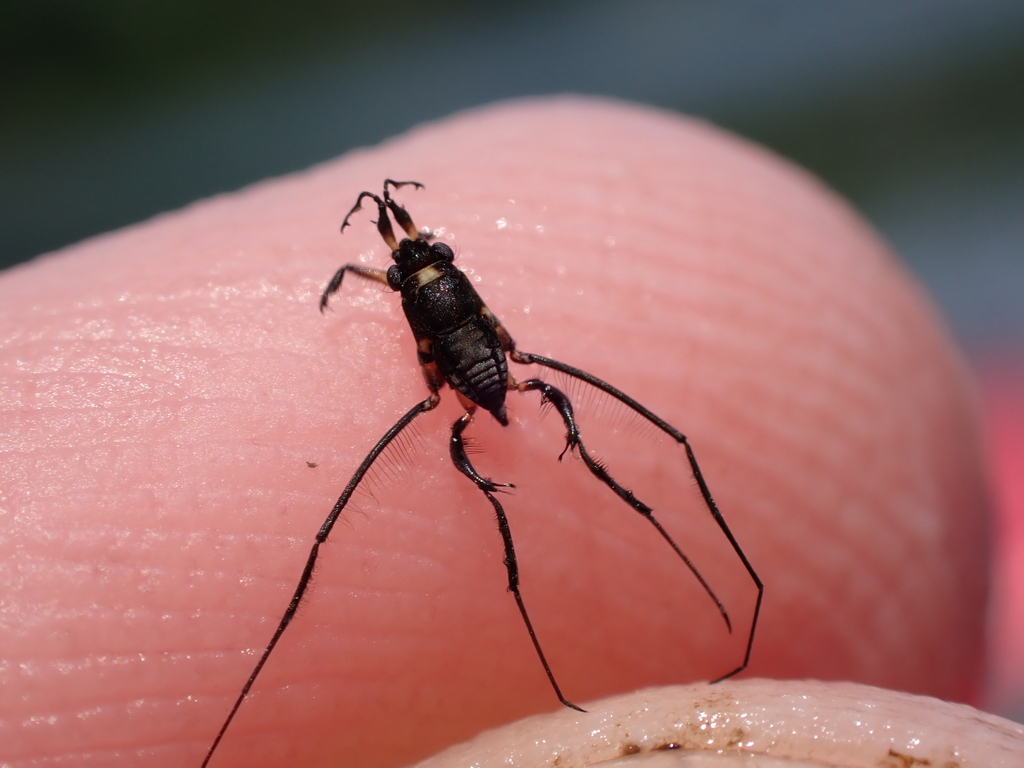 Rheumatobates rileyi from Rutland, Vermont, United States on June 19 ...