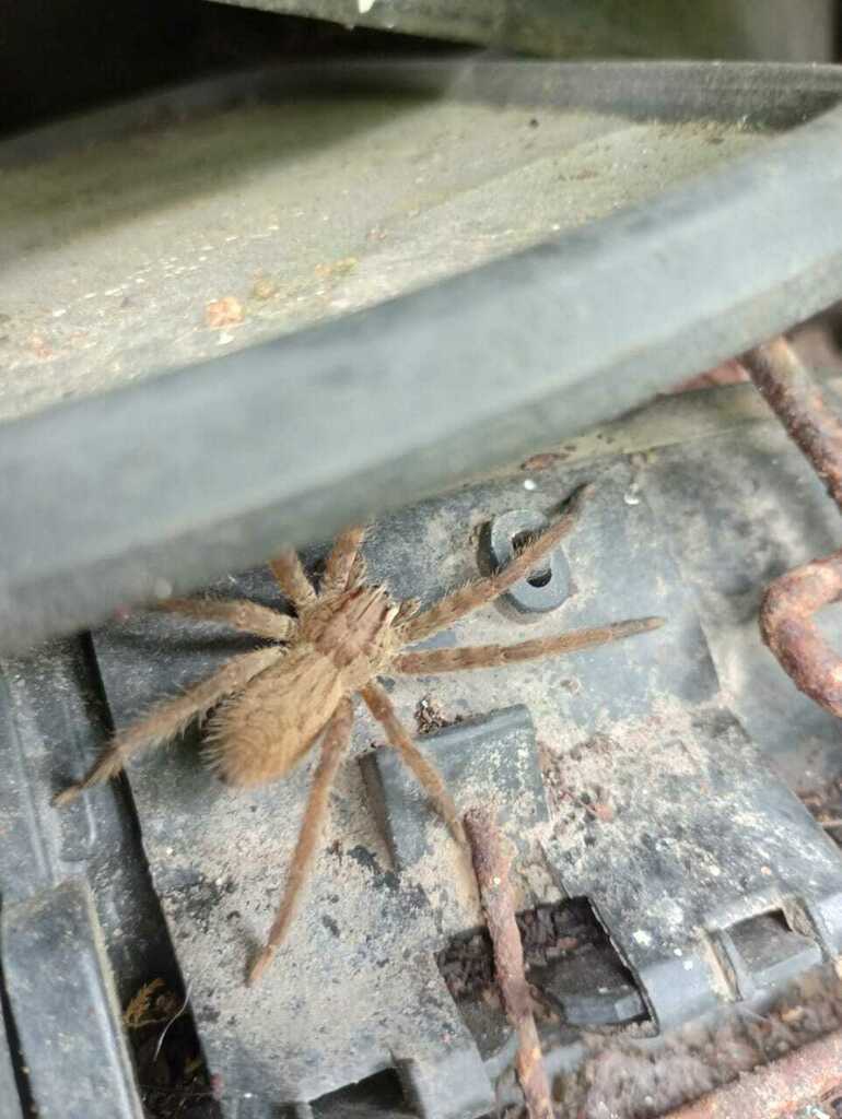 Tiger Bromeliad Spider from 73080 Xicotepec de Juárez, Pue., México on ...