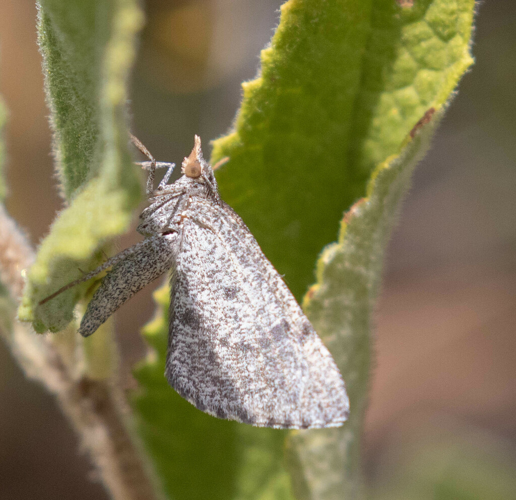 Bordered Fawn Moth from Mount Diablo State Park, Contra Costa County ...