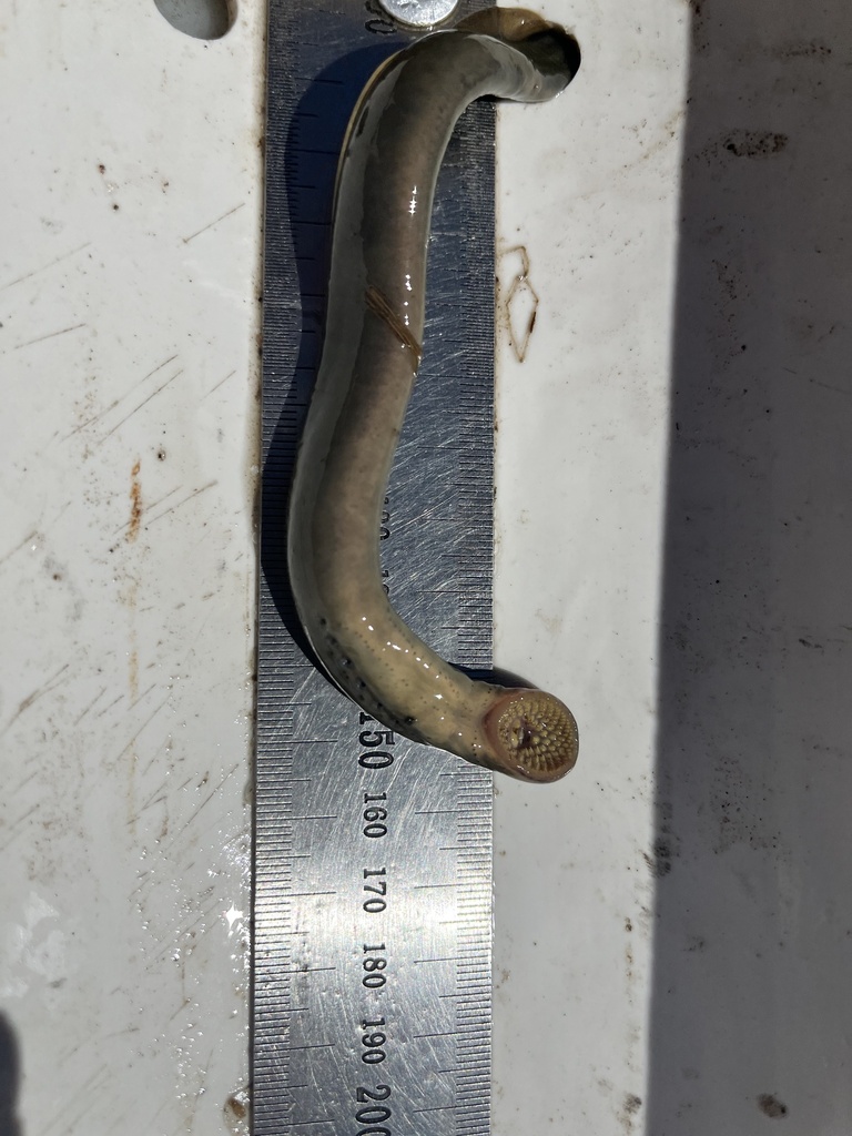 Silver Lamprey from CR-131, Kettle River, MN, US on June 7, 2024 at 10: ...
