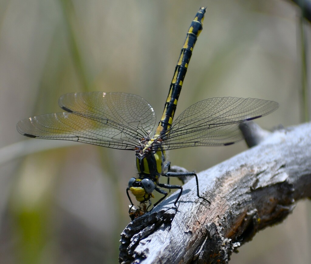 Pacific Clubtail from Veterans Park, Boise, ID, USA on June 20, 2024 at ...
