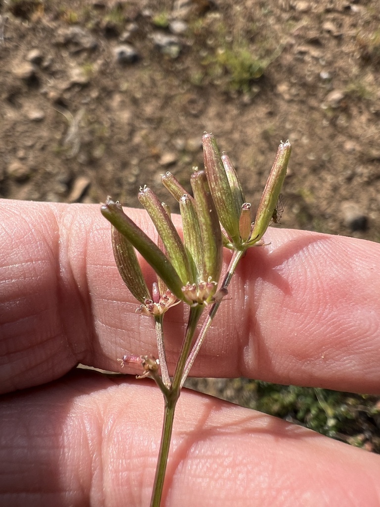 Gumbo Lomatium from Asotin County, WA, USA on June 19, 2024 at 05:21 PM ...