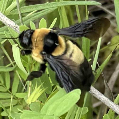 Southern Plains Bumble Bee from Leighton Ave, Union, NE, US on June 20 ...