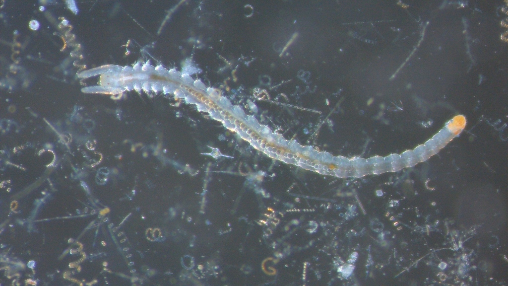 Naidinae from Sitka, AK, USA on June 14, 2024 at 04:37 PM by MS Roald ...