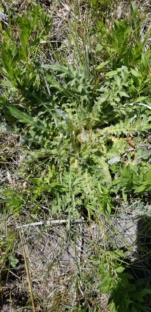 Elk Thistle from Sycan Marsh, OR, US on June 20, 2024 at 12:57 PM by ...