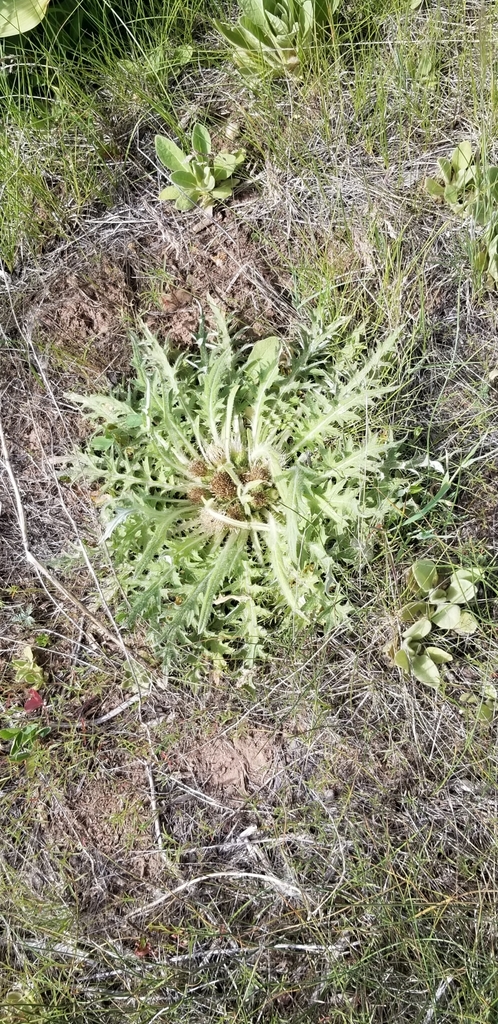 Elk Thistle from Sycan Marsh, OR, US on June 20, 2024 at 04:05 PM by ...