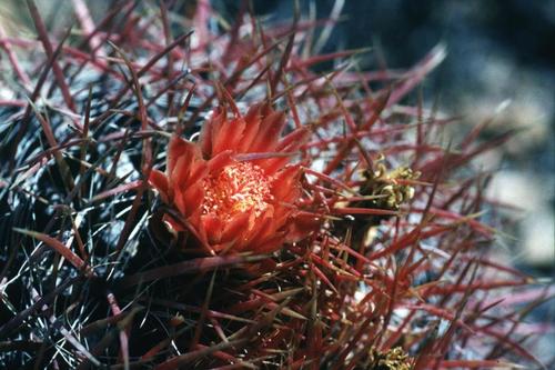 Fire Barrel Cactus (Plants of Baja) · iNaturalist