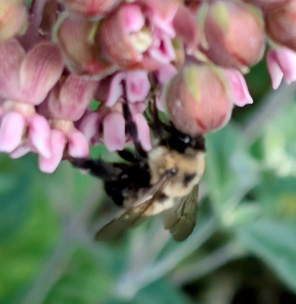 Common Digger Bees from Taughannock Falls State Park, Ulysses, NY, USA ...