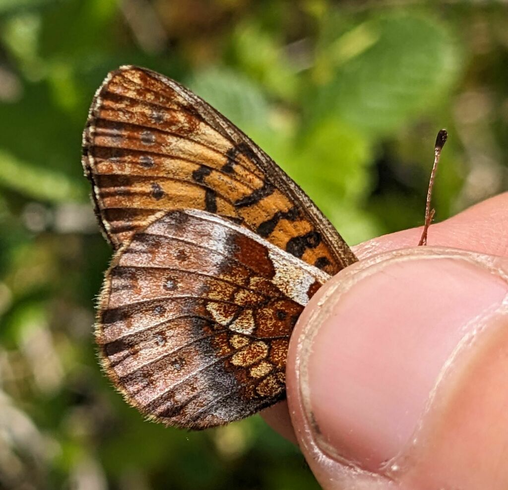 Frigga Fritillary from Price County, WI, USA on May 29, 2024 at 10:47 ...