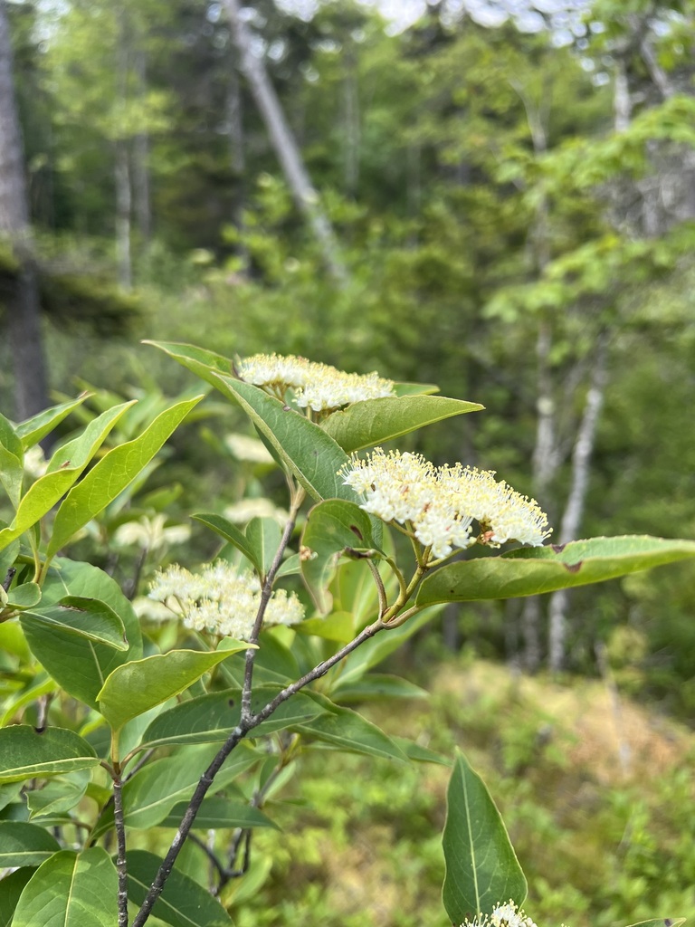 northern wild raisin from Pocahontas County, WV, USA on June 16, 2024 ...