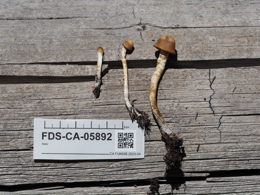 Psilocybe aztecorum from Fresno County, CA, USA on June 15, 2024 at 01: ...