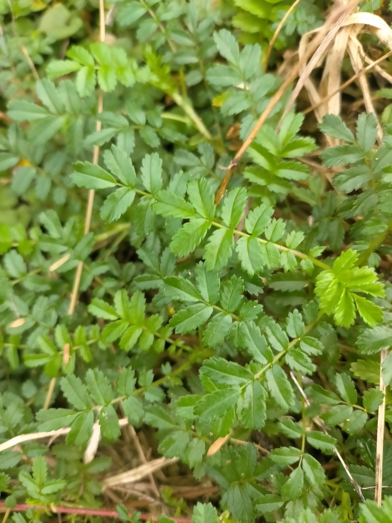 Biddy-biddy from Auckland 0991, New Zealand on May 28, 2024 at 01:48 PM ...