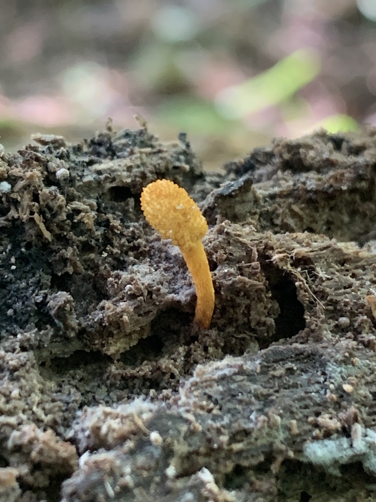 Ophiocordyceps variabilis from Pioneer Mothers 1, Paoli, IN, US on June ...