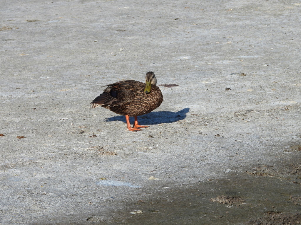 Mottled Duck from Cameron County, TX, USA on June 14, 2024 at 07:44 AM ...