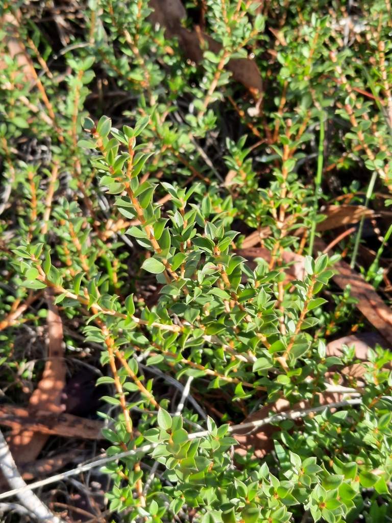 Muntries from Onkaparinga - Reservoir, AU-SA, AU on June 21, 2024 at 12 ...