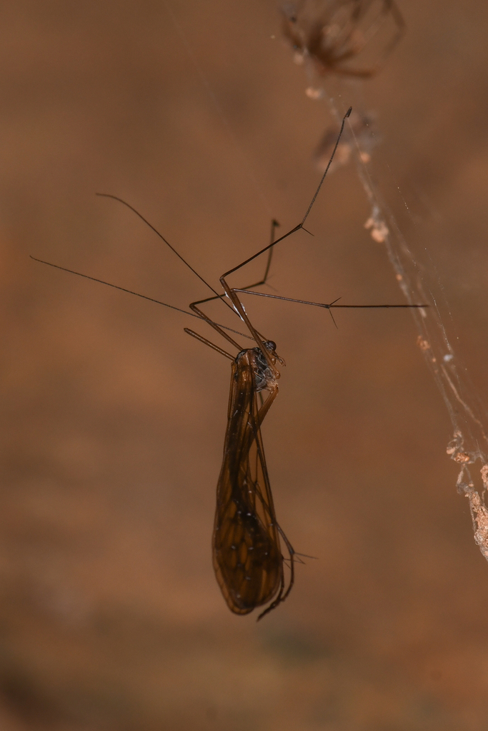 Gold rush hanging scorpionfly from El Dorado County, CA, USA on June 16 ...