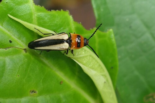 Tomicephalus insignis · iNaturalist