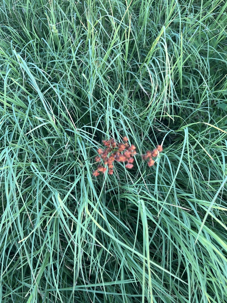 Grass-leaved Rush from Boyd, TX, US on June 15, 2024 at 08:23 PM by ...