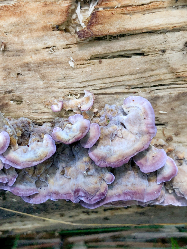 violet-toothed polypore from Queens Rd, Salisbury, NC, US on June 4 ...