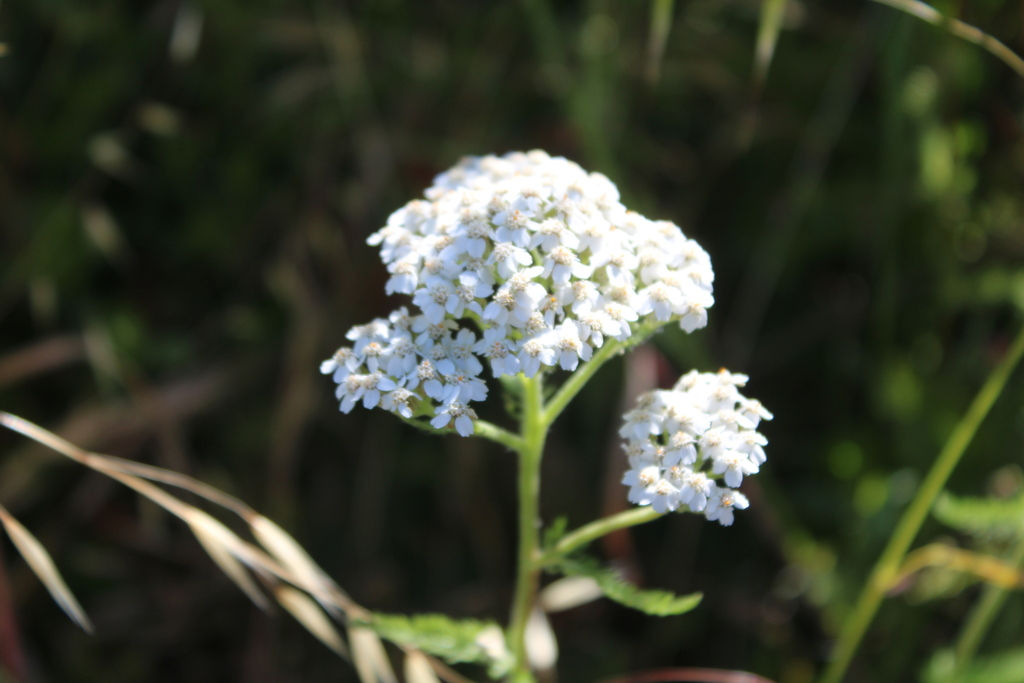 common yarrow from Laguna Trailhead, Fire Lane Tr, Point Reyes Station ...
