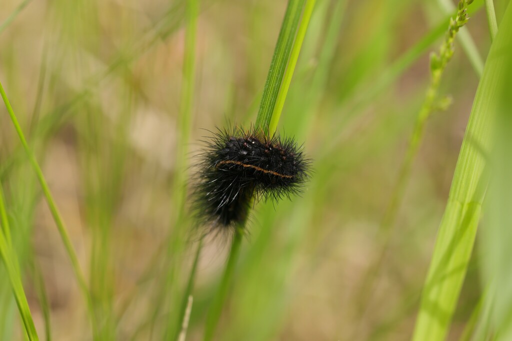 Nevada Tiger Moth from Lockerby Conservation Site Near Pine Lake ...