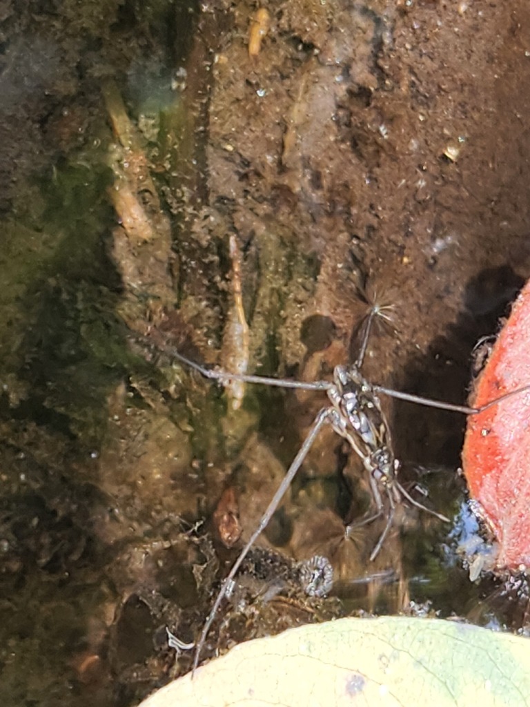 North American Common Water Strider from Pasadena, CA, USA on June 19 ...