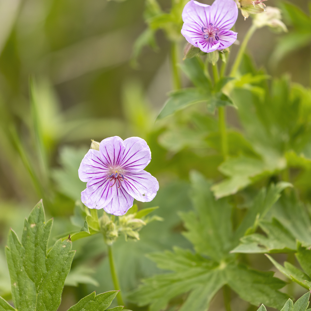 sticky geranium from Rio Blanco County, CO, USA on June 19, 2024 at 10: ...