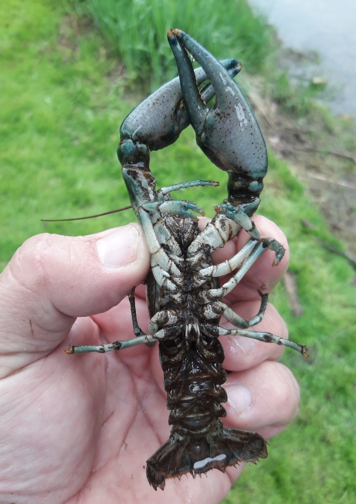 Rusty Crayfish from 7963 Mill Rd, Guelph, ON N1H 6J1, Canada on May 23 ...