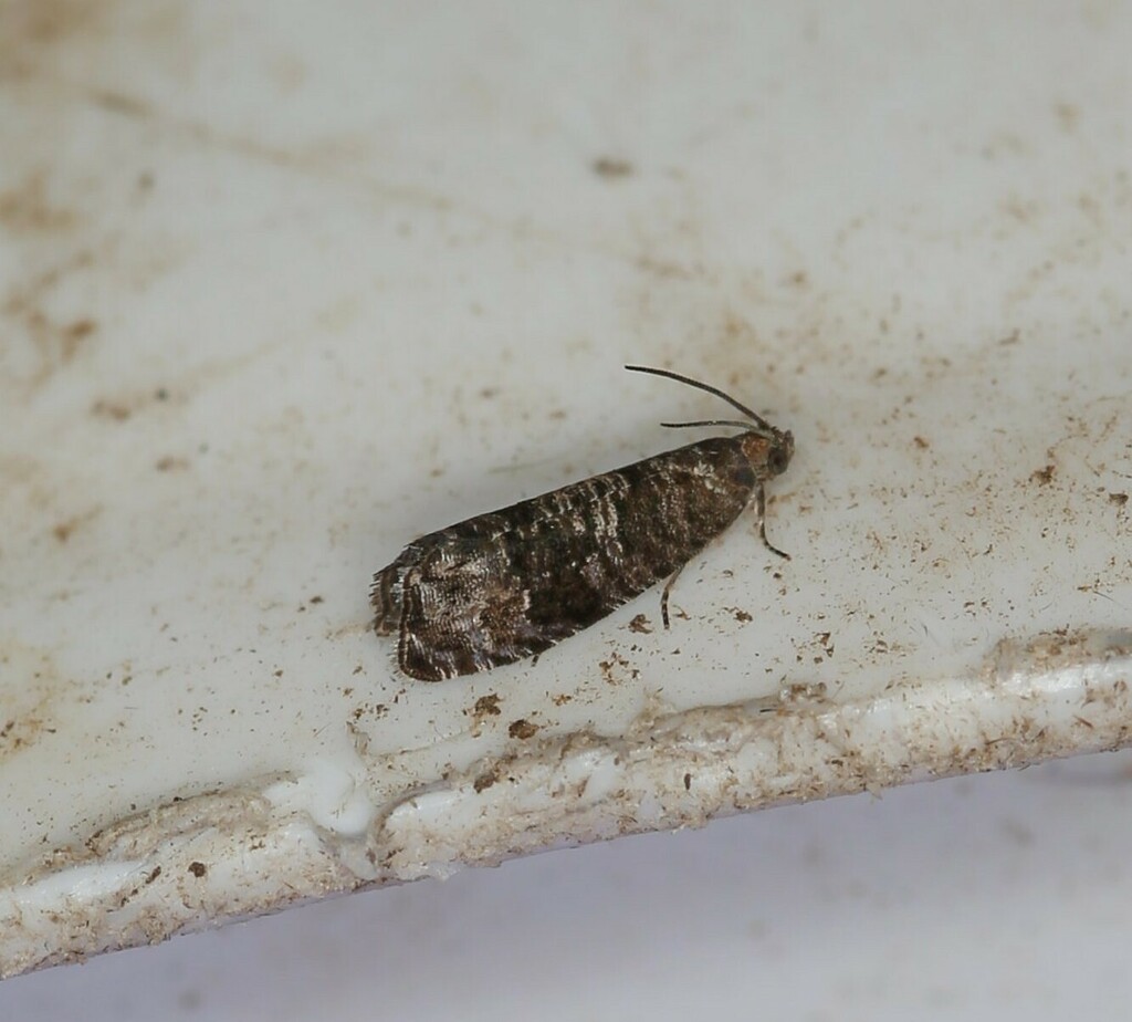 Cherry Fruitworm Moth from Mont-Joli, QC, Canada, 1101 rue Lussier on ...