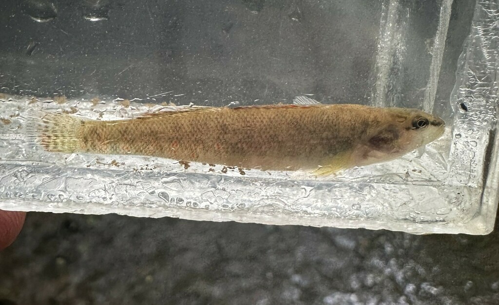 Redspot Darter from North River, St. Hwy 102, Fayette County, AL, USA ...