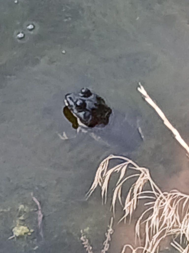 American Bullfrog from Norman, OK 73071, USA on June 20, 2024 at 07:53 ...